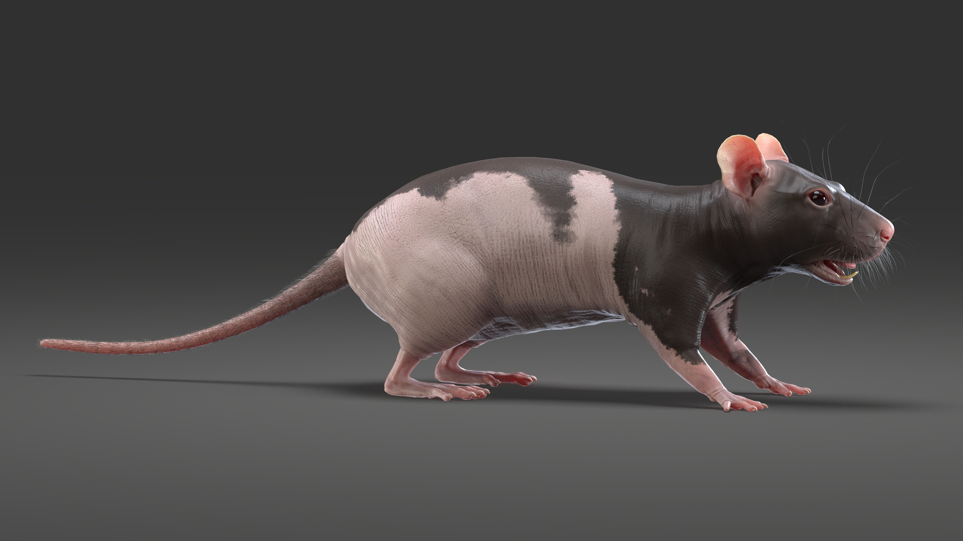 Rat fur 3D model - TurboSquid 1493106