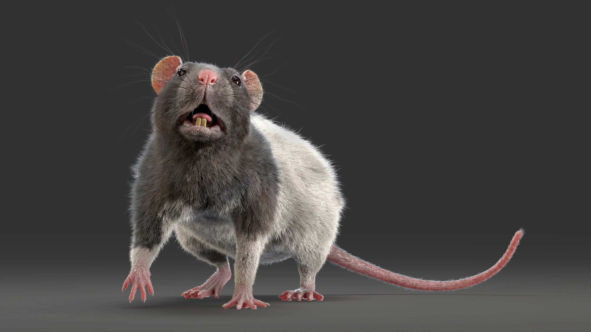 Rat Fur 3D Model - TurboSquid 1493106