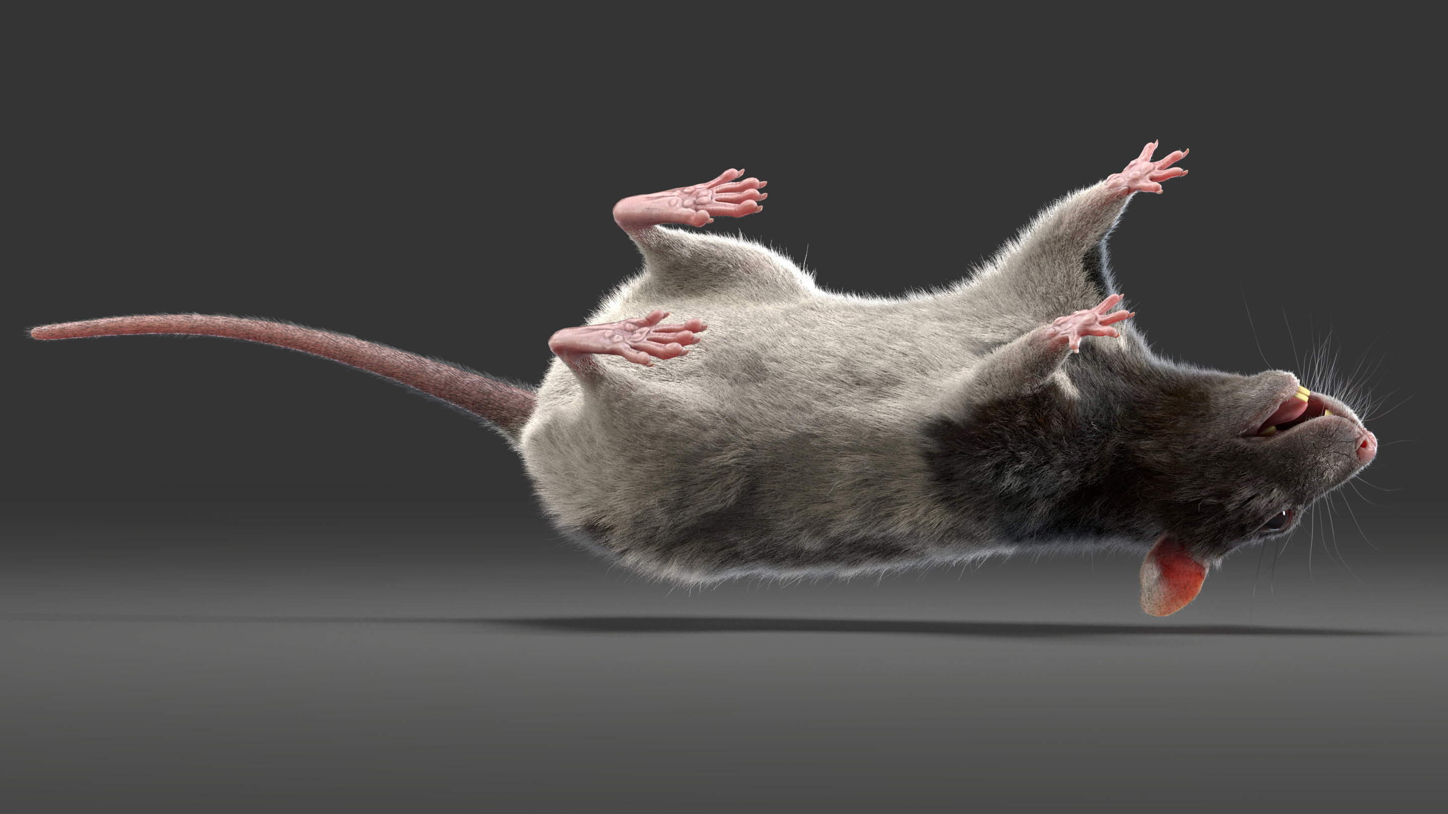 Rat fur 3D model - TurboSquid 1493106
