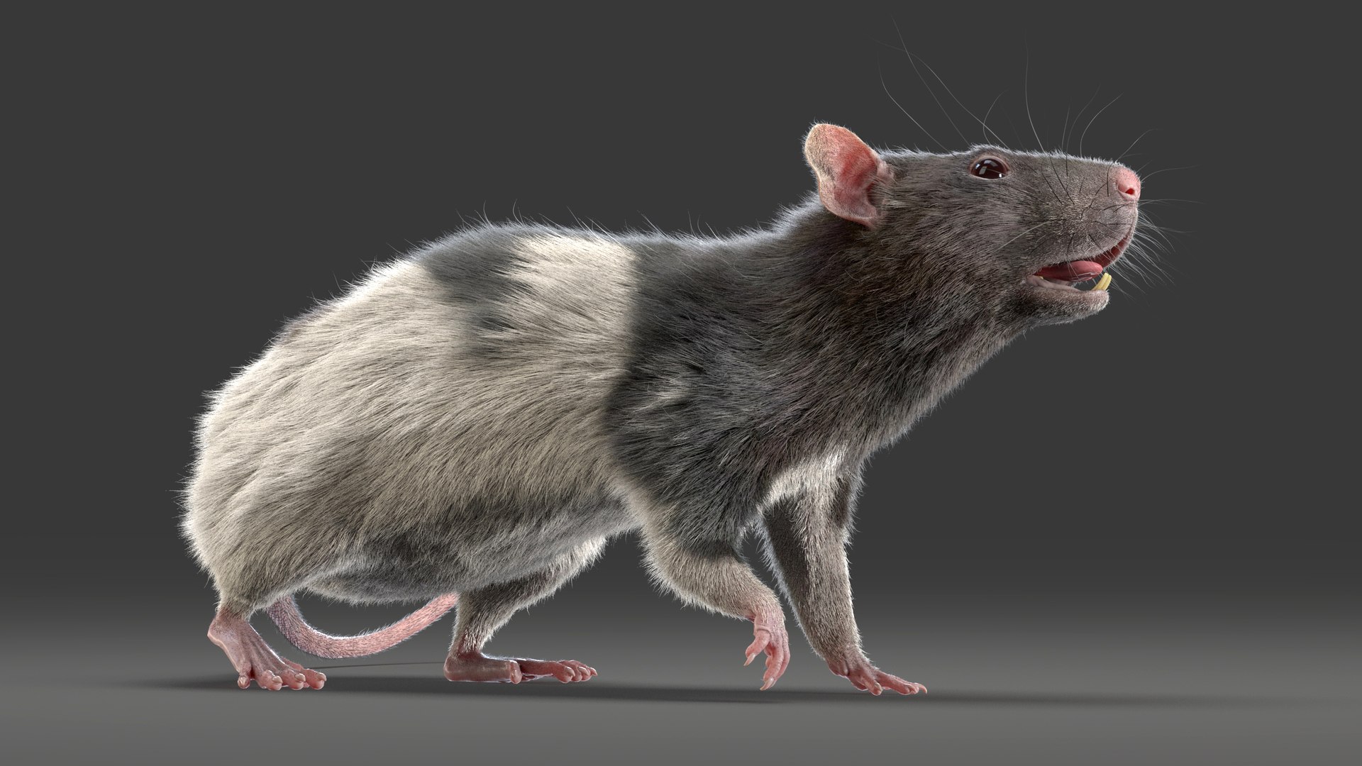 Rat Fur 3D Model - TurboSquid 1493106