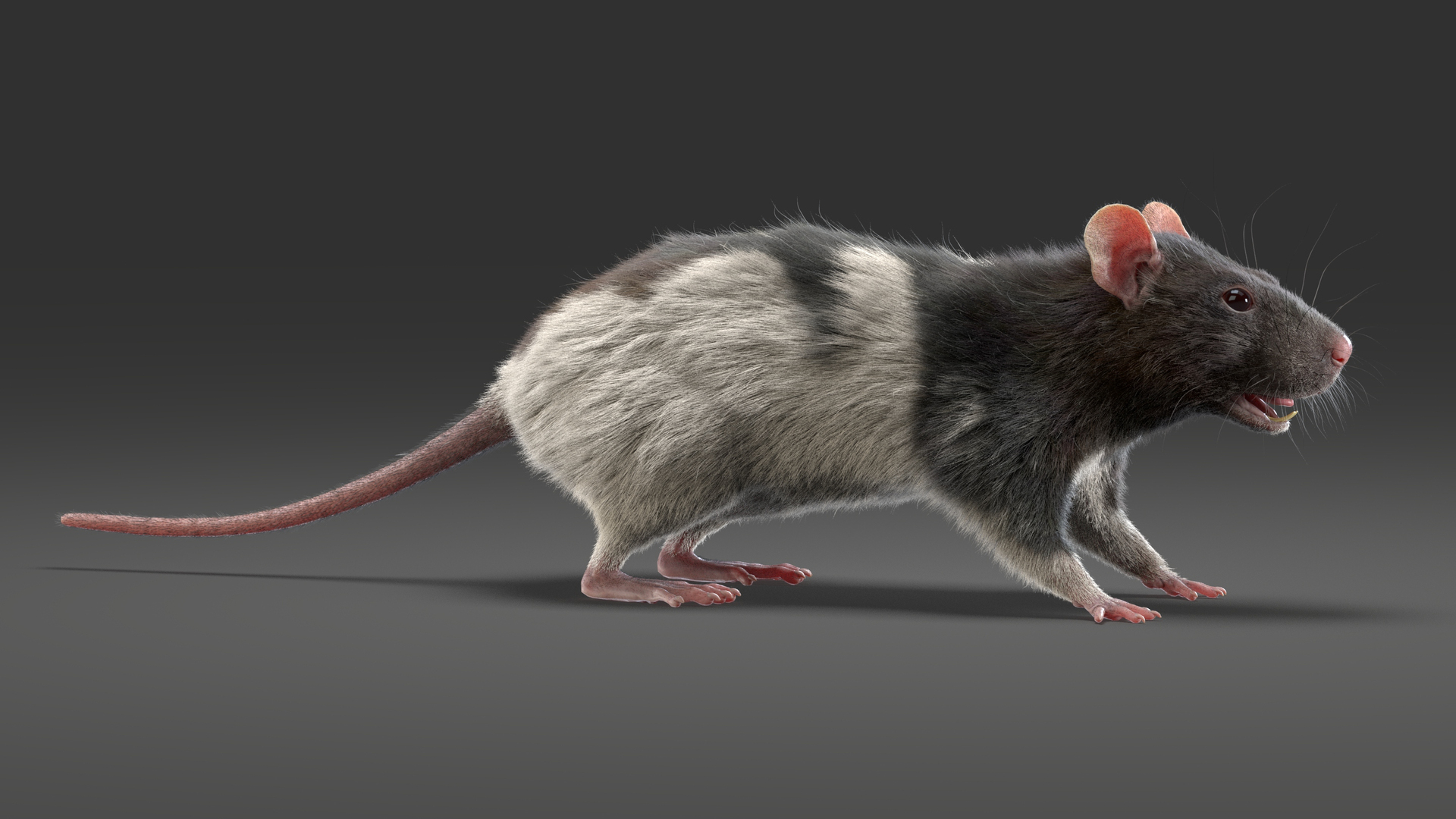 Rat fur 3D model - TurboSquid 1493106