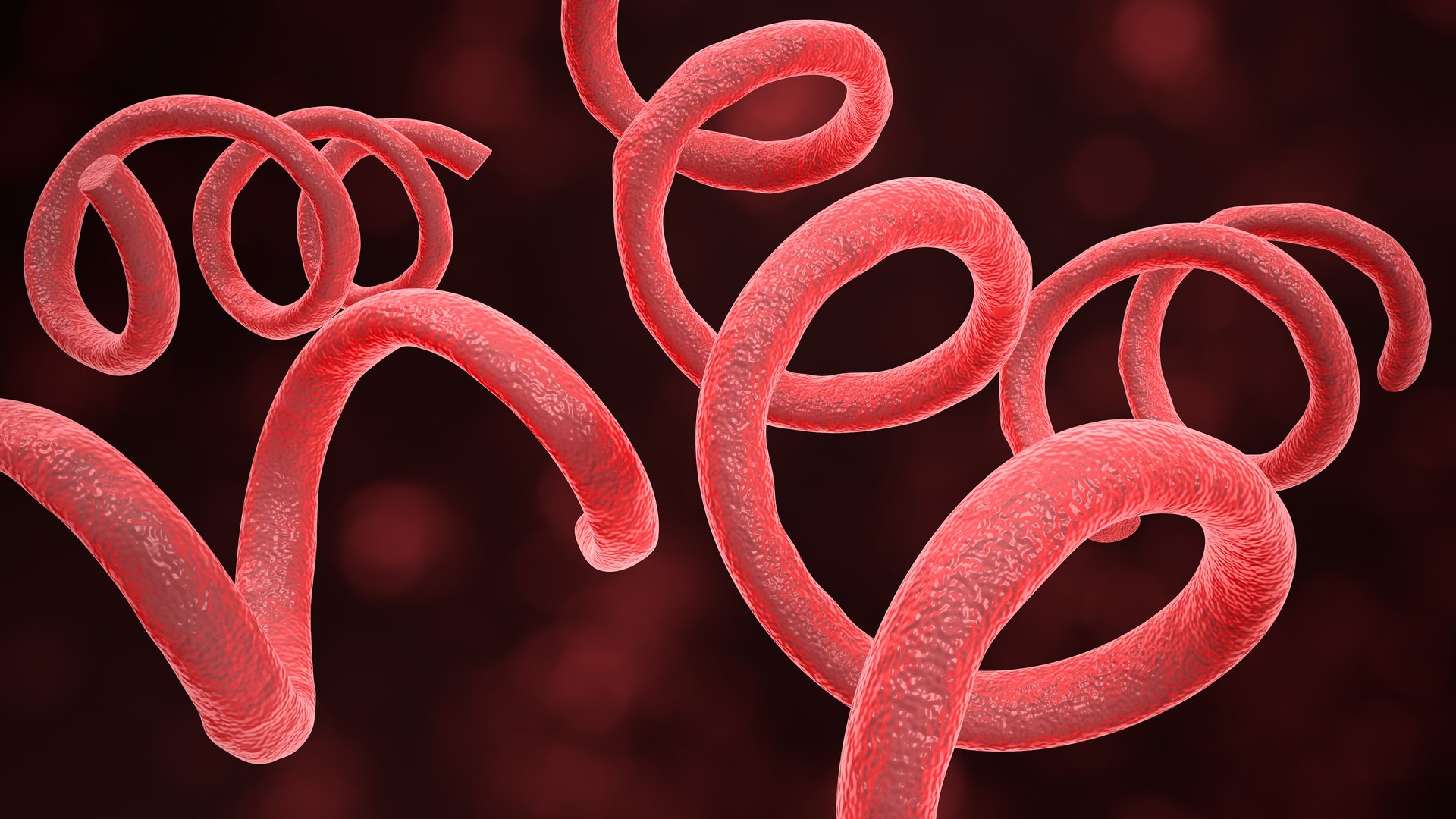 Syphilis Bacterium 3D Model - TurboSquid 2224937