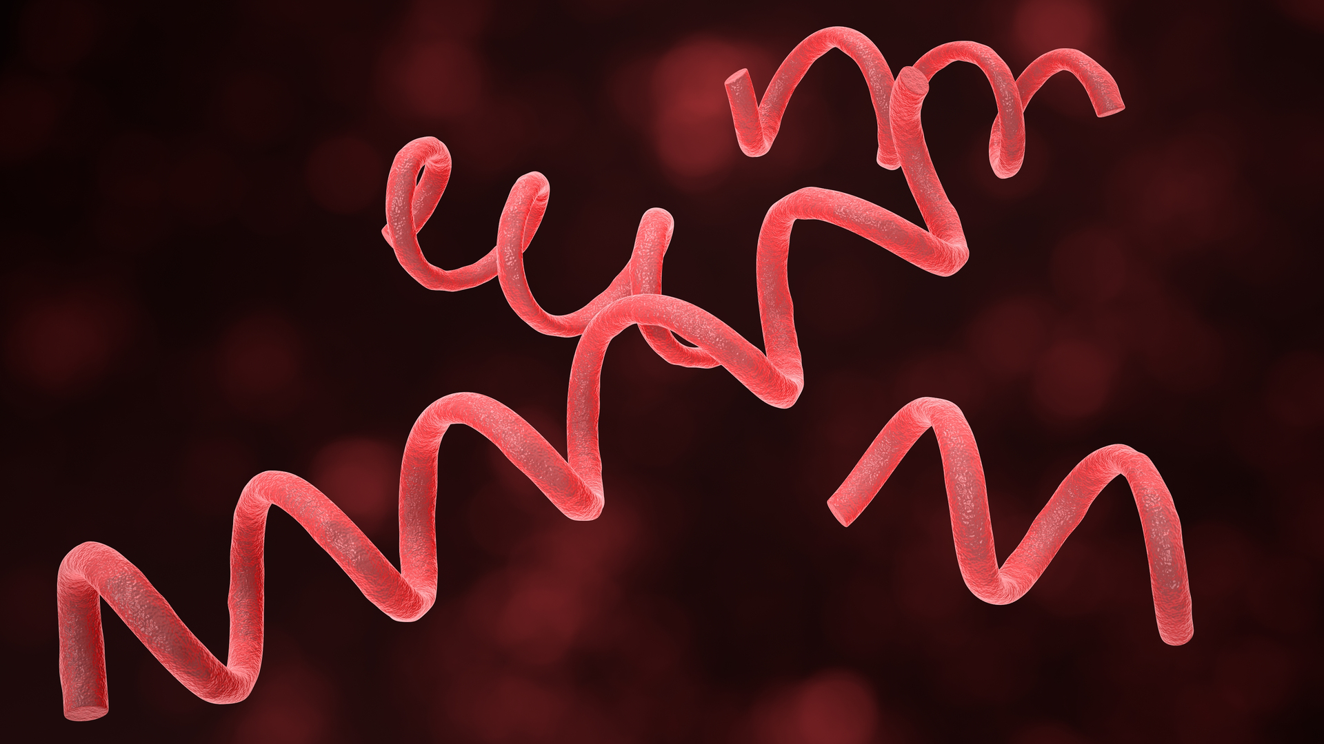 modelo 3d bacteria de la sífilis - TurboSquid 2224937