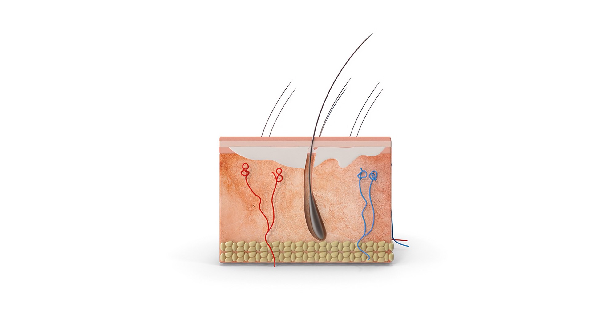 Vitiligo Skin Structure 3D Model - TurboSquid 2024385