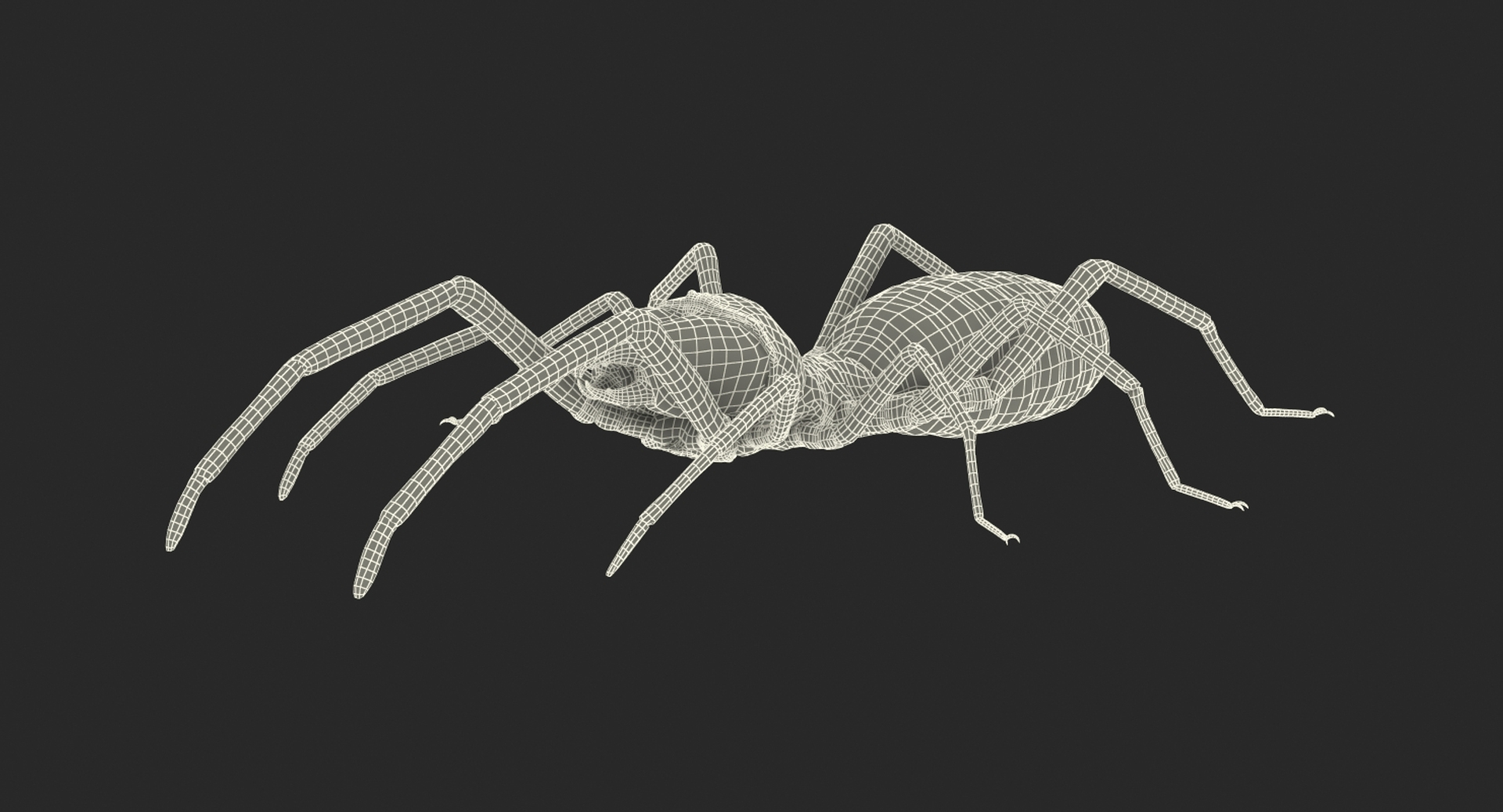 Solifugae Camel Spider 3D - TurboSquid 1195551