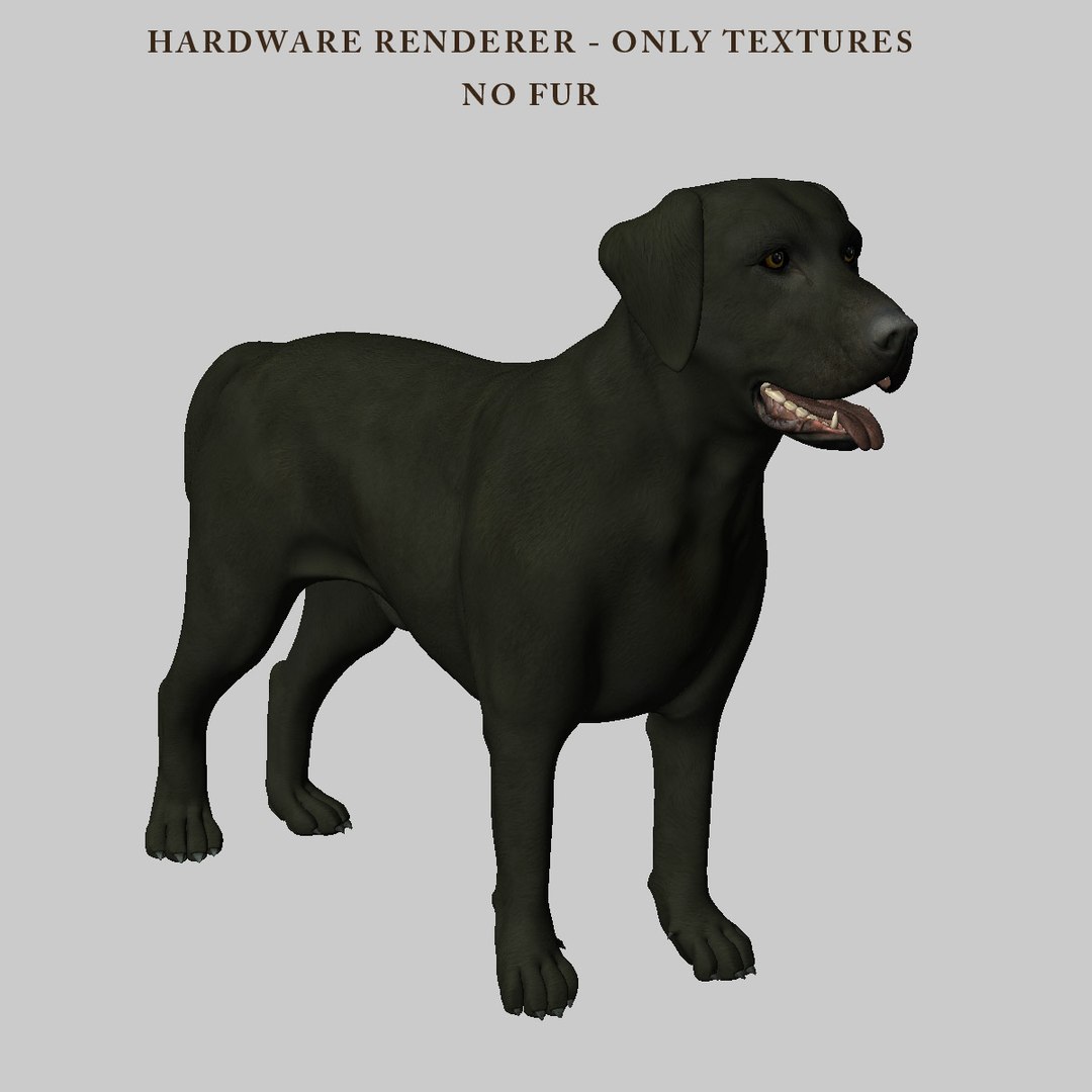 3d labrador black - fur model
