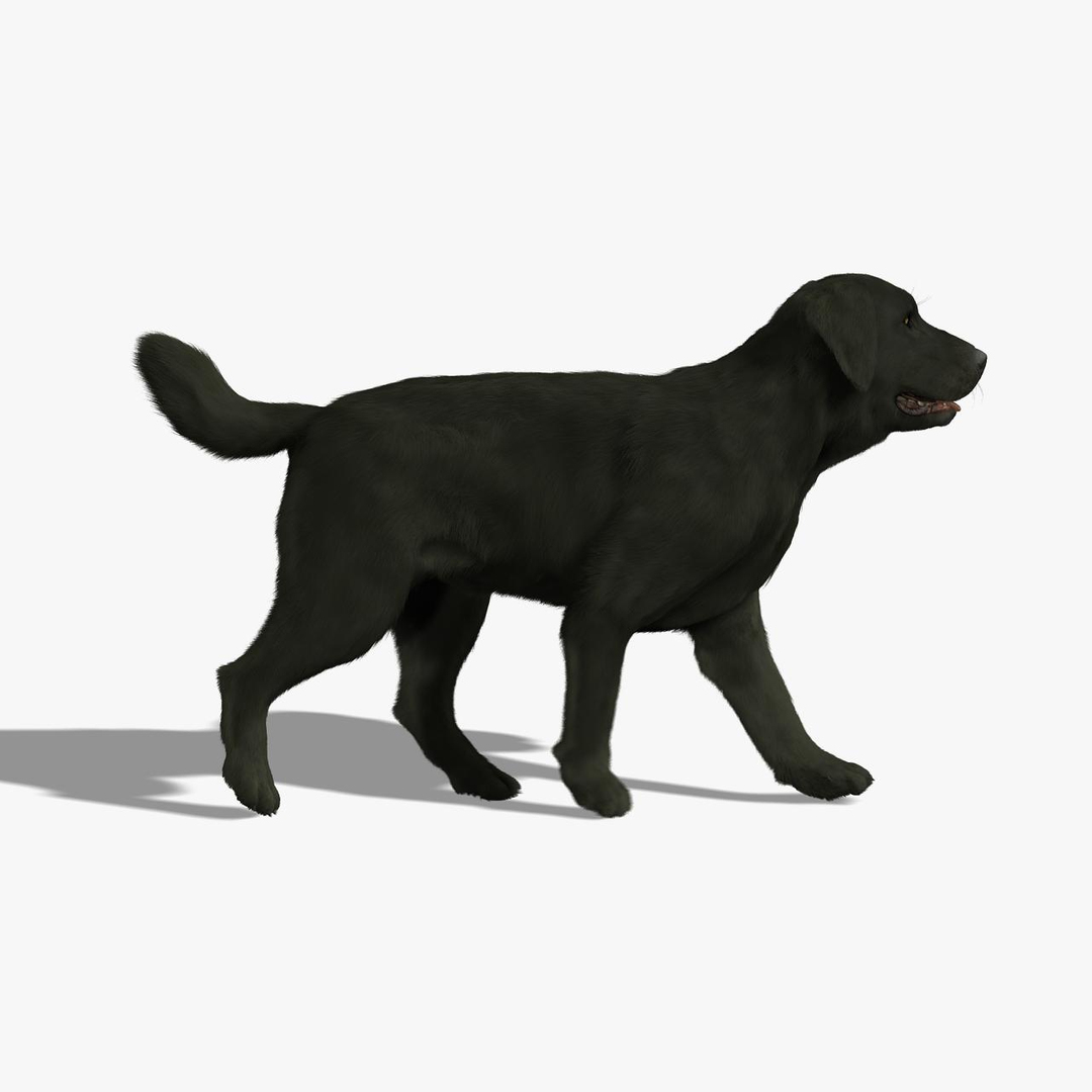 3d labrador black - fur model