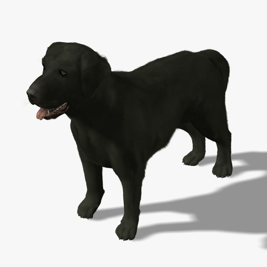 3d labrador black - fur model