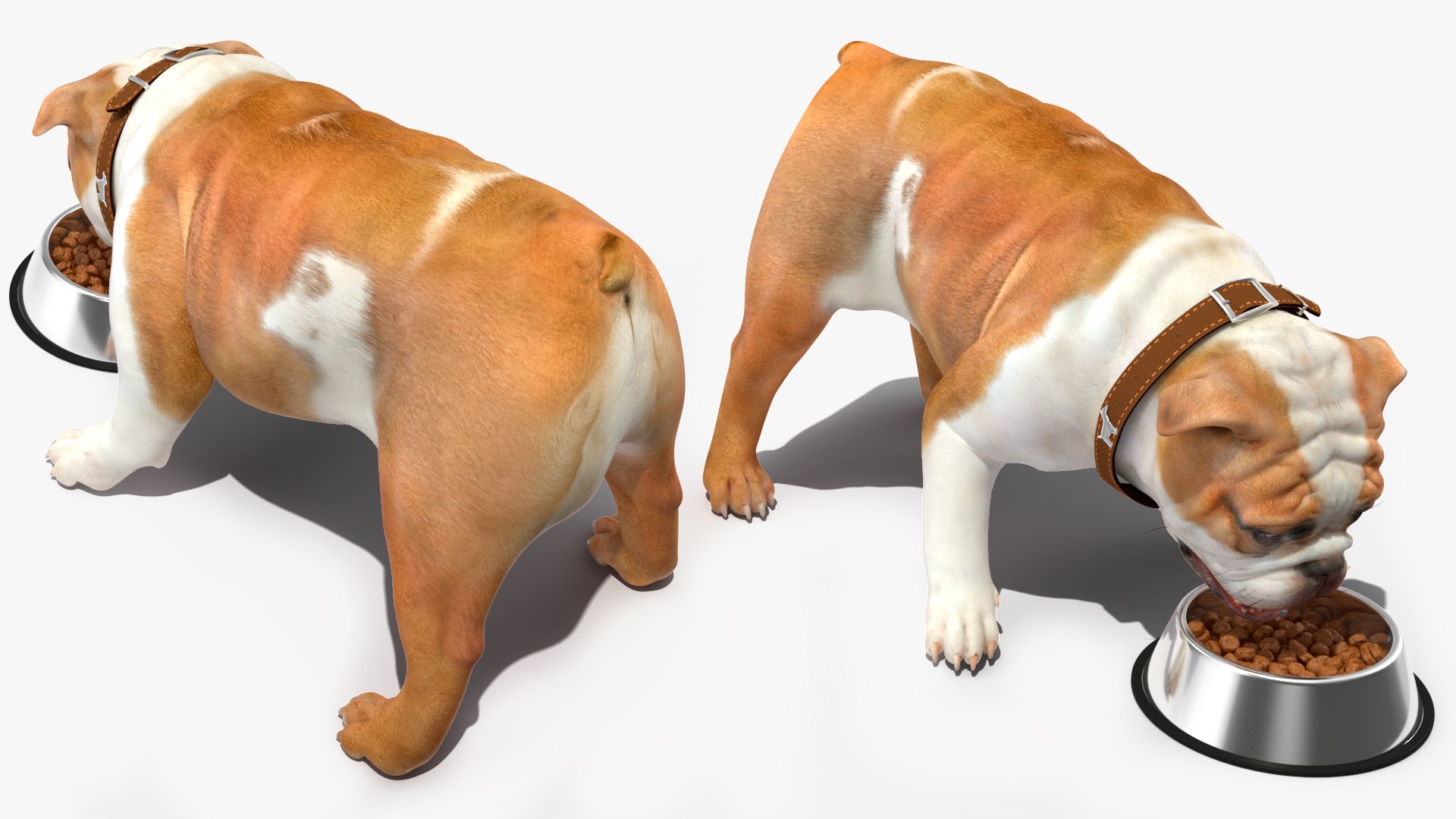 3D Bulldog Eats Out Of The Bowl - TurboSquid 2180067