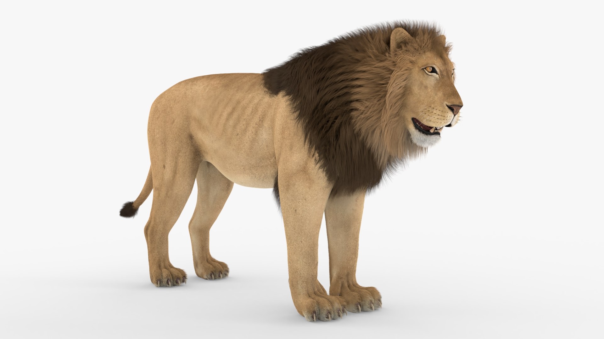 3D Lion - TurboSquid 1901016