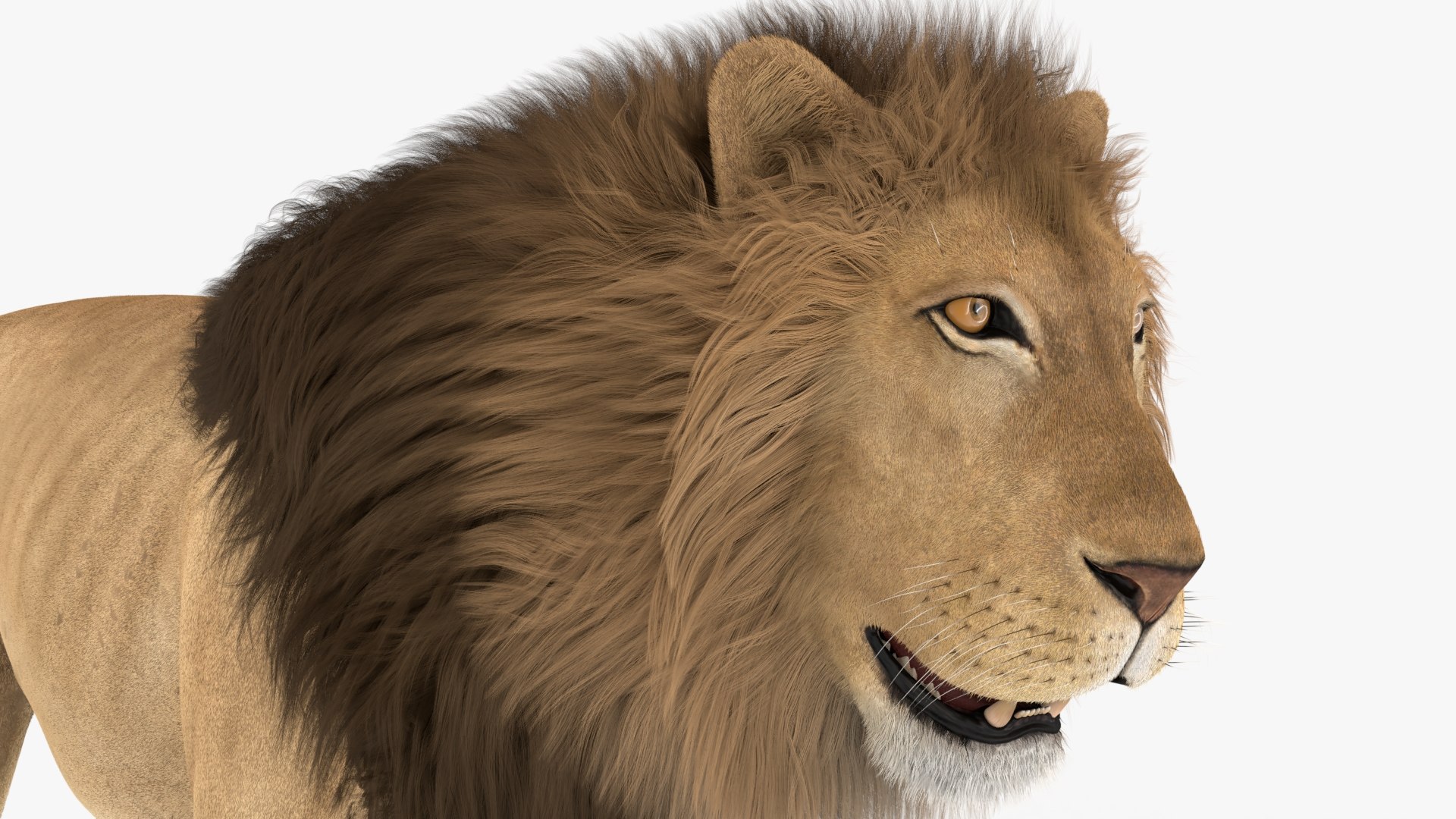 3D Lion - TurboSquid 1901016