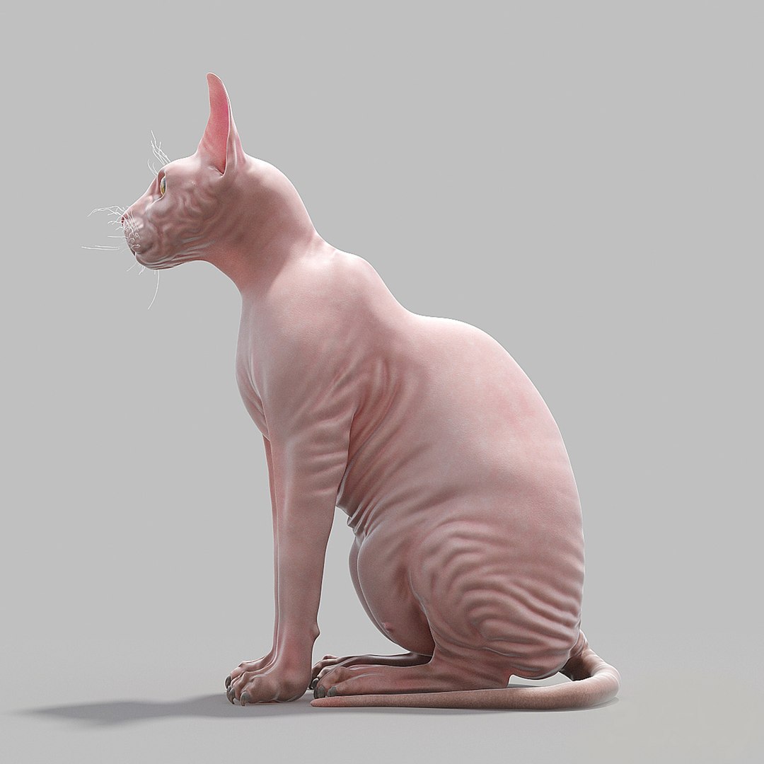 Sphinx Cat 3D Model - TurboSquid 2172048