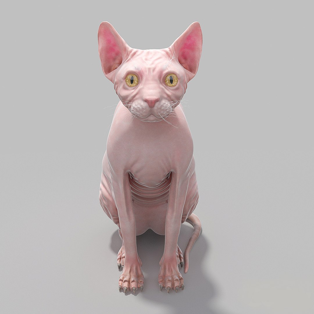 Sphinx Cat 3D Model - TurboSquid 2172048