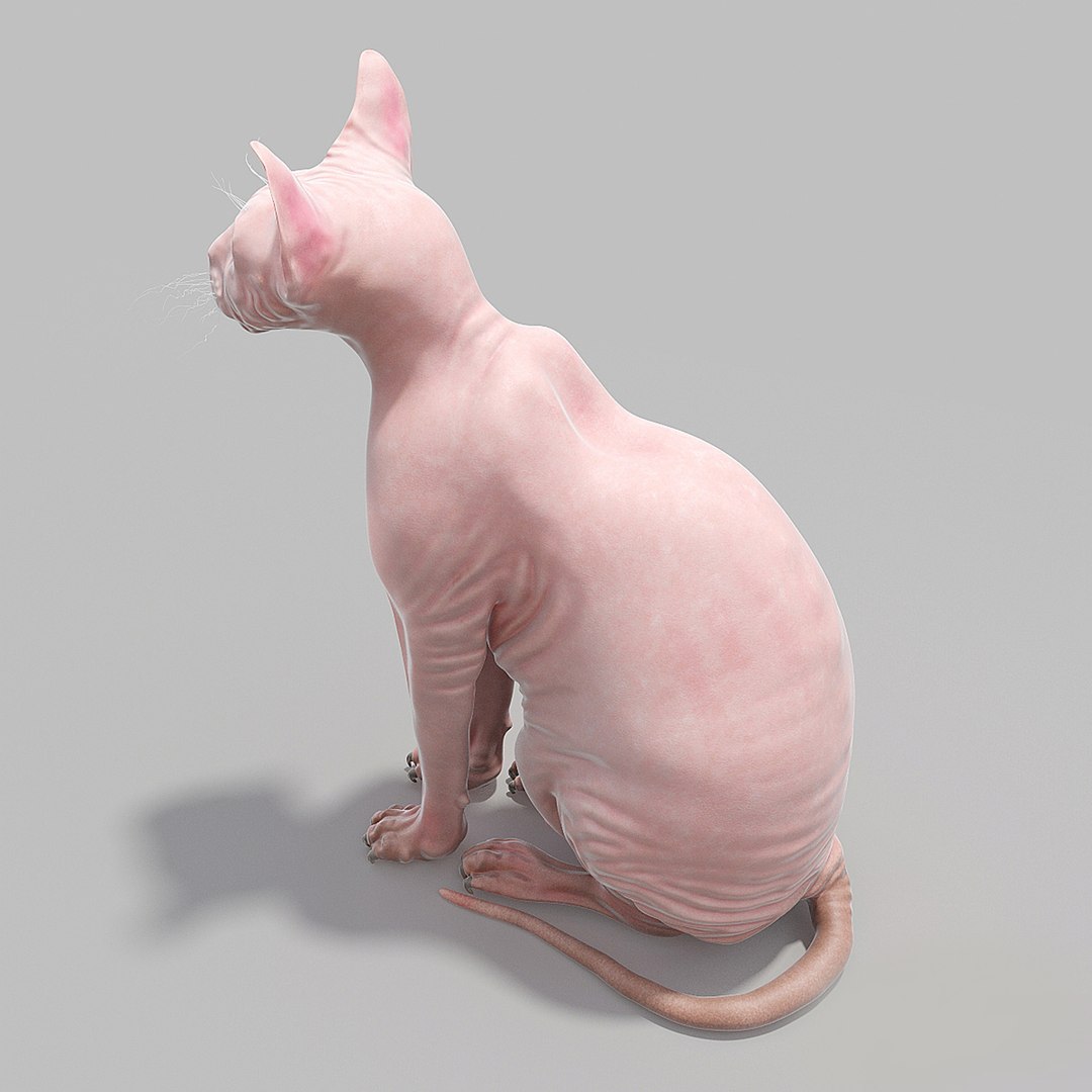 Sphinx Cat 3D Model - TurboSquid 2172048