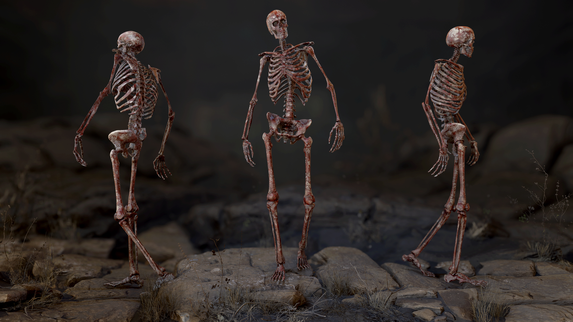 Rigged skeleton model - TurboSquid 1488025