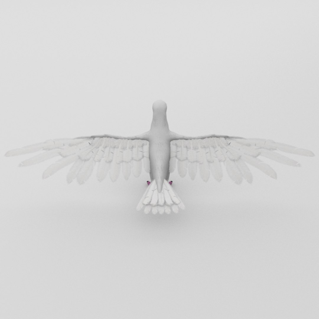 Dove Model - TurboSquid 1334550