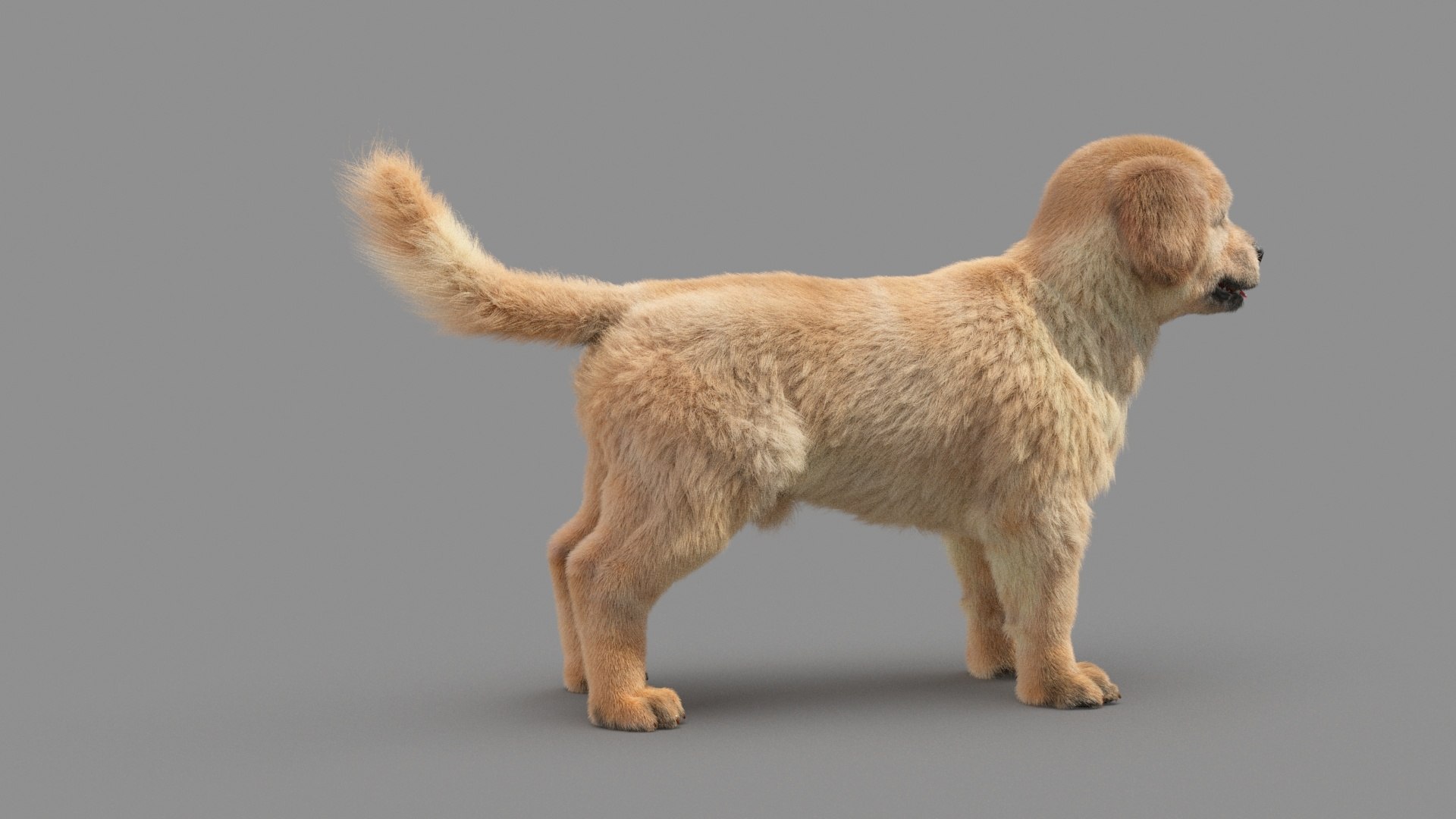 Golden Retriever Puppy 3D Model - TurboSquid 1754011