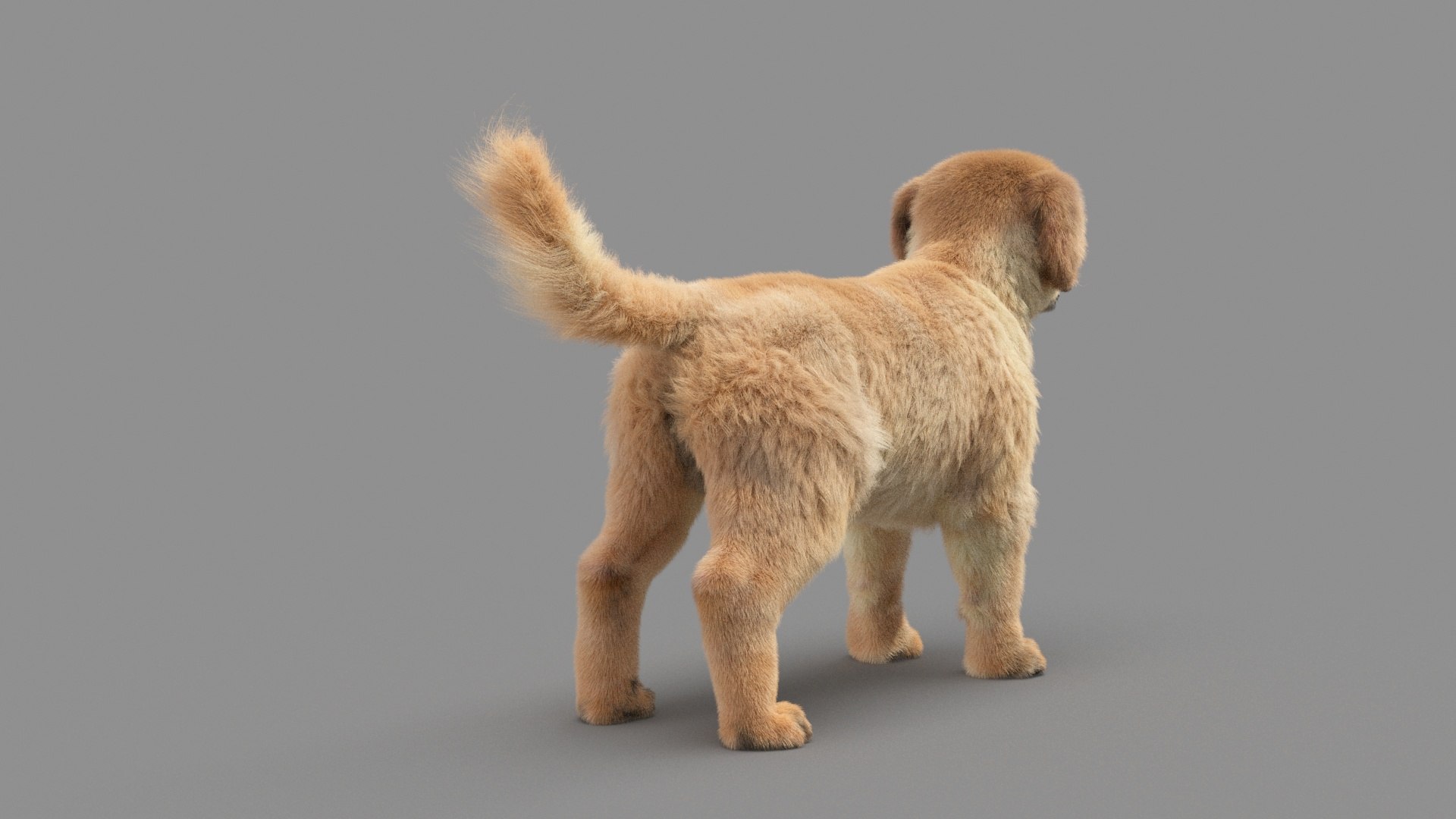 Golden Retriever Puppy 3D Model - TurboSquid 1754011