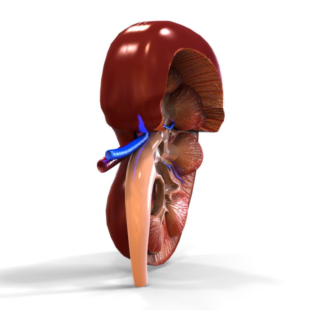 3d Human Kidney