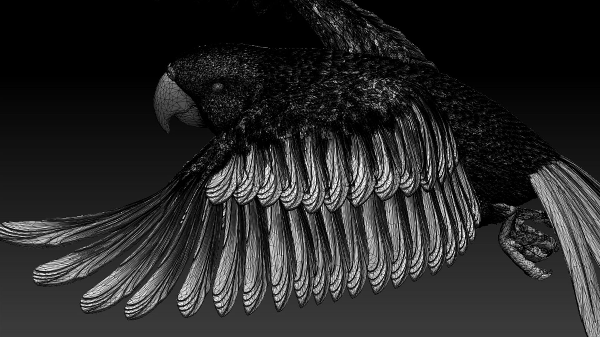 Parrot Model - TurboSquid 1957380
