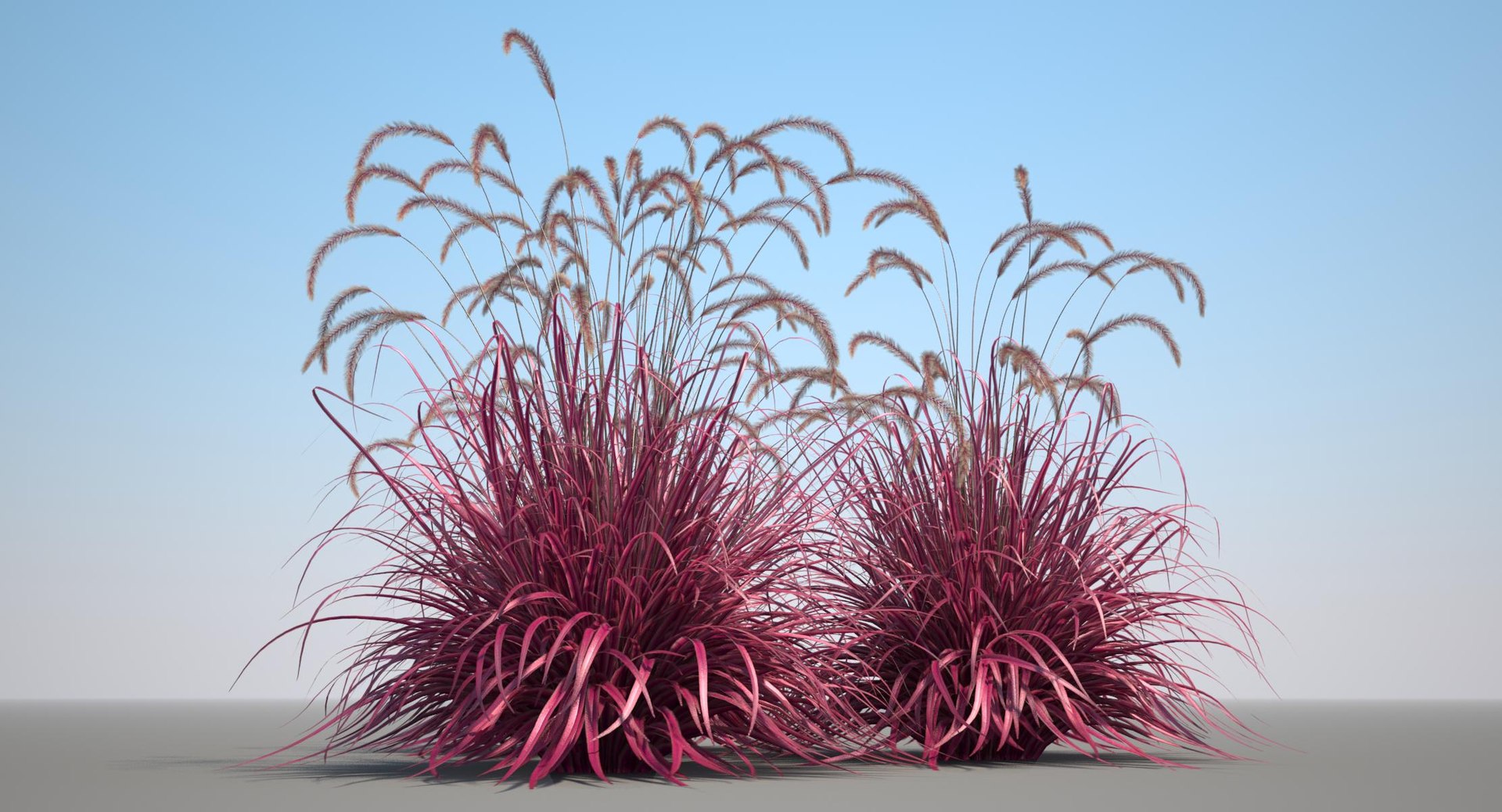 3d max pennisetum fireworks grass fountain