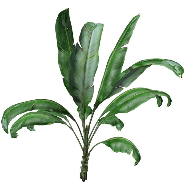 modelo 3d Planta de banano - 06 - - TurboSquid 2371900