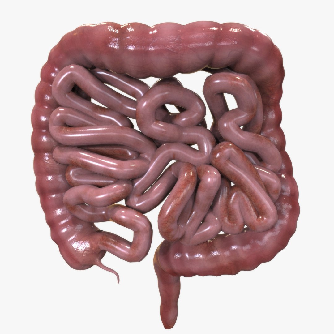 Human intestine 3D model - TurboSquid 1520204