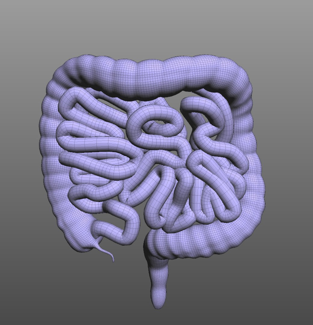 Human Intestine 3D Model - TurboSquid 1520204