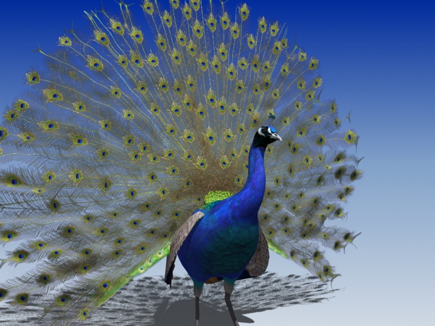 3ds Max Peacock Rigged Animation
