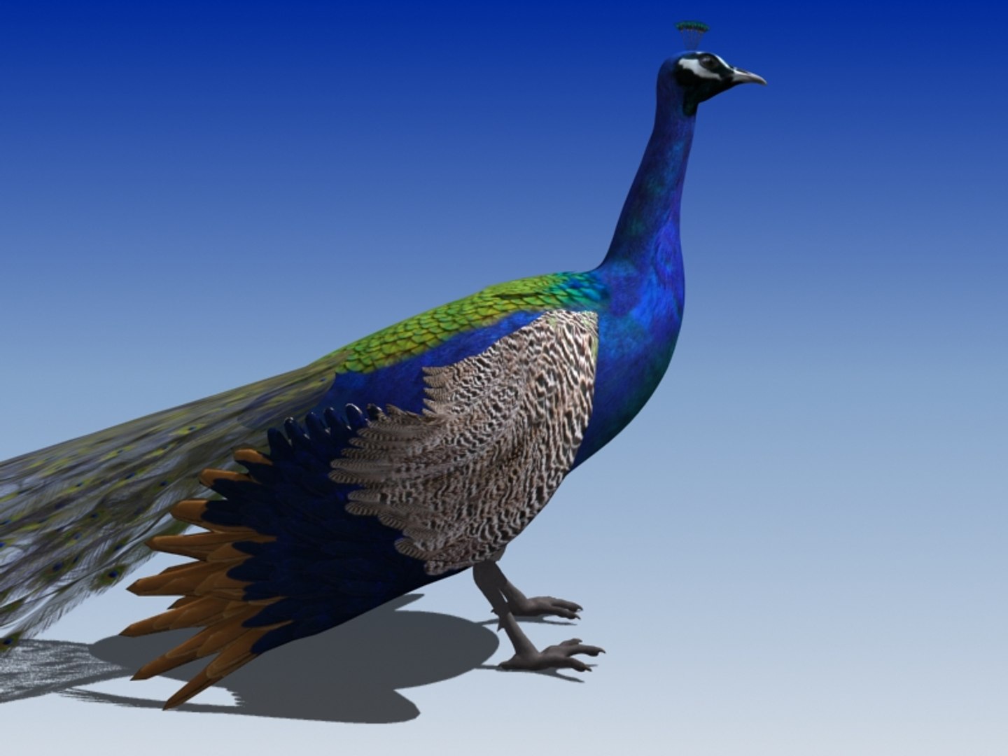 3ds Max Peacock Rigged Animation