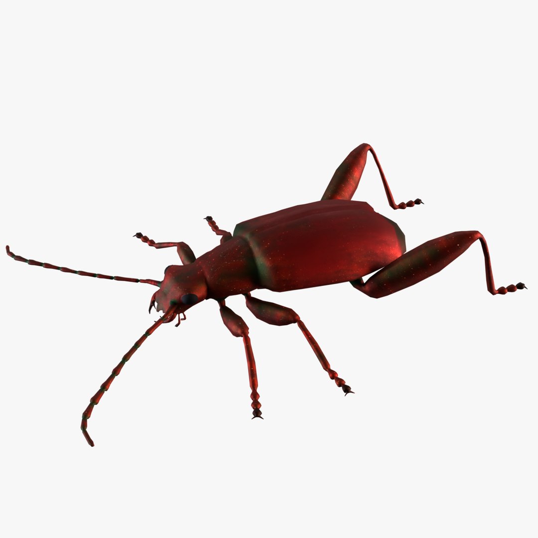 3D Leaf Beetle - TurboSquid 1647224
