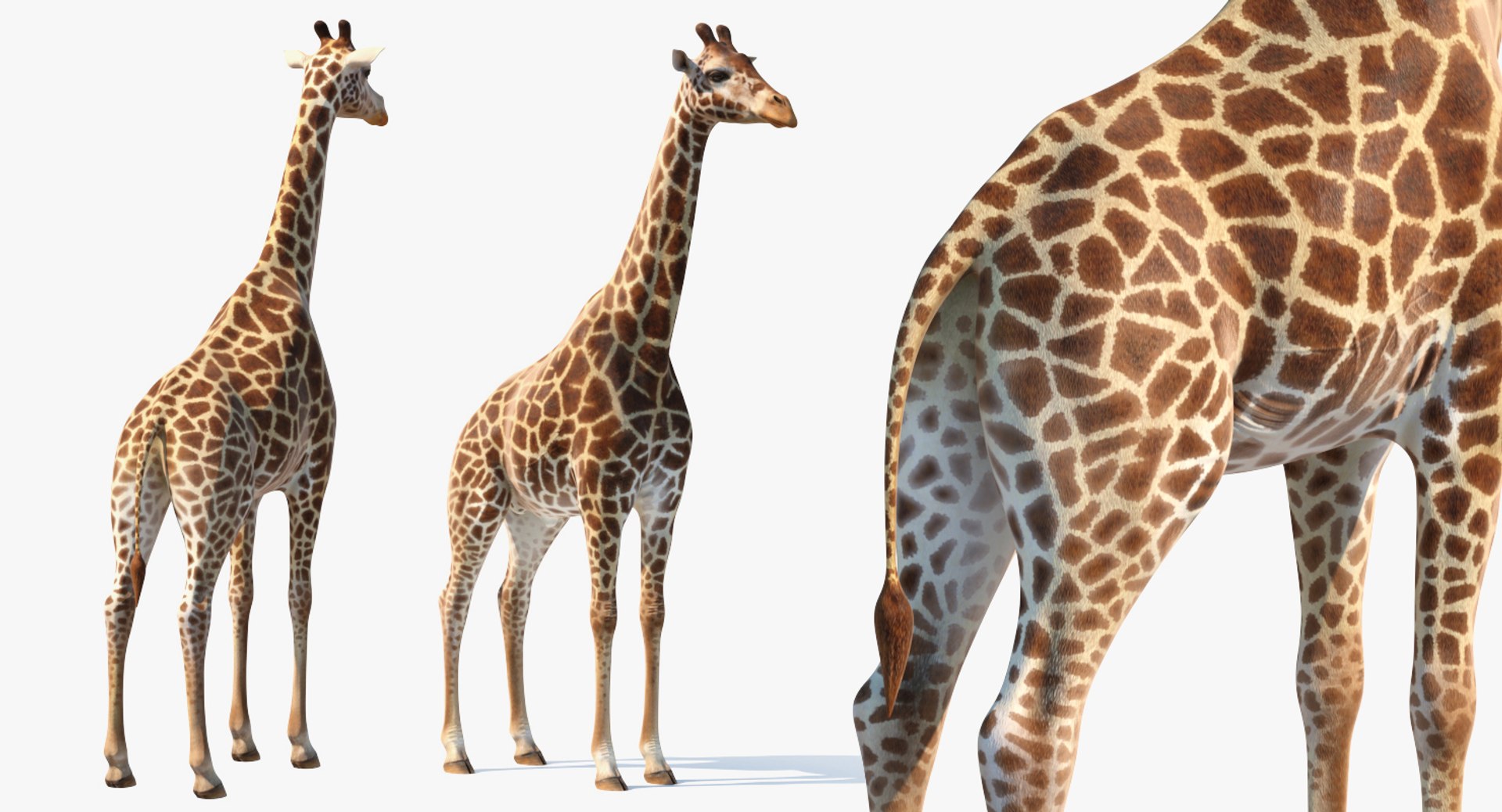 3D african giraffe - TurboSquid 1401210