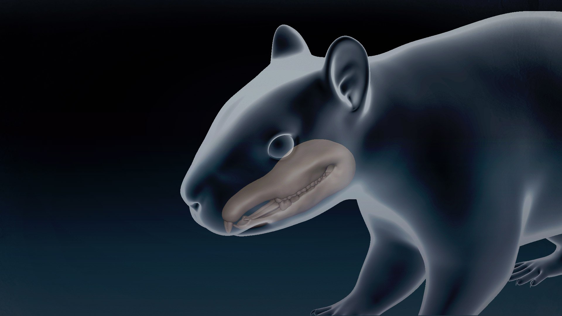 Squirrel Base Mesh 3D Model 3D Model - TurboSquid 1863232