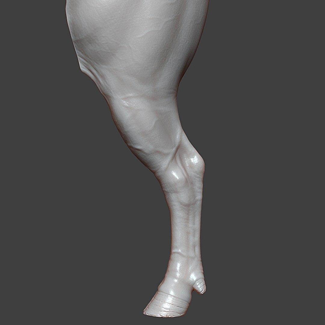 Bull Rear Leg Highpoly Sculpt 3D model - TurboSquid 1809073