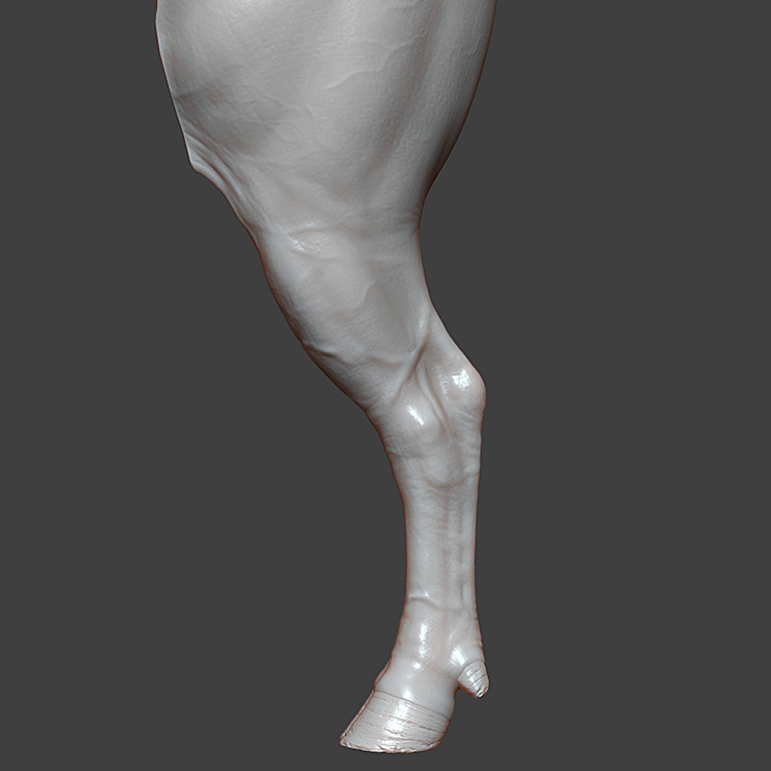 Bull Hinterbein Highpoly Sculpt 3D-Modell - TurboSquid 1809073