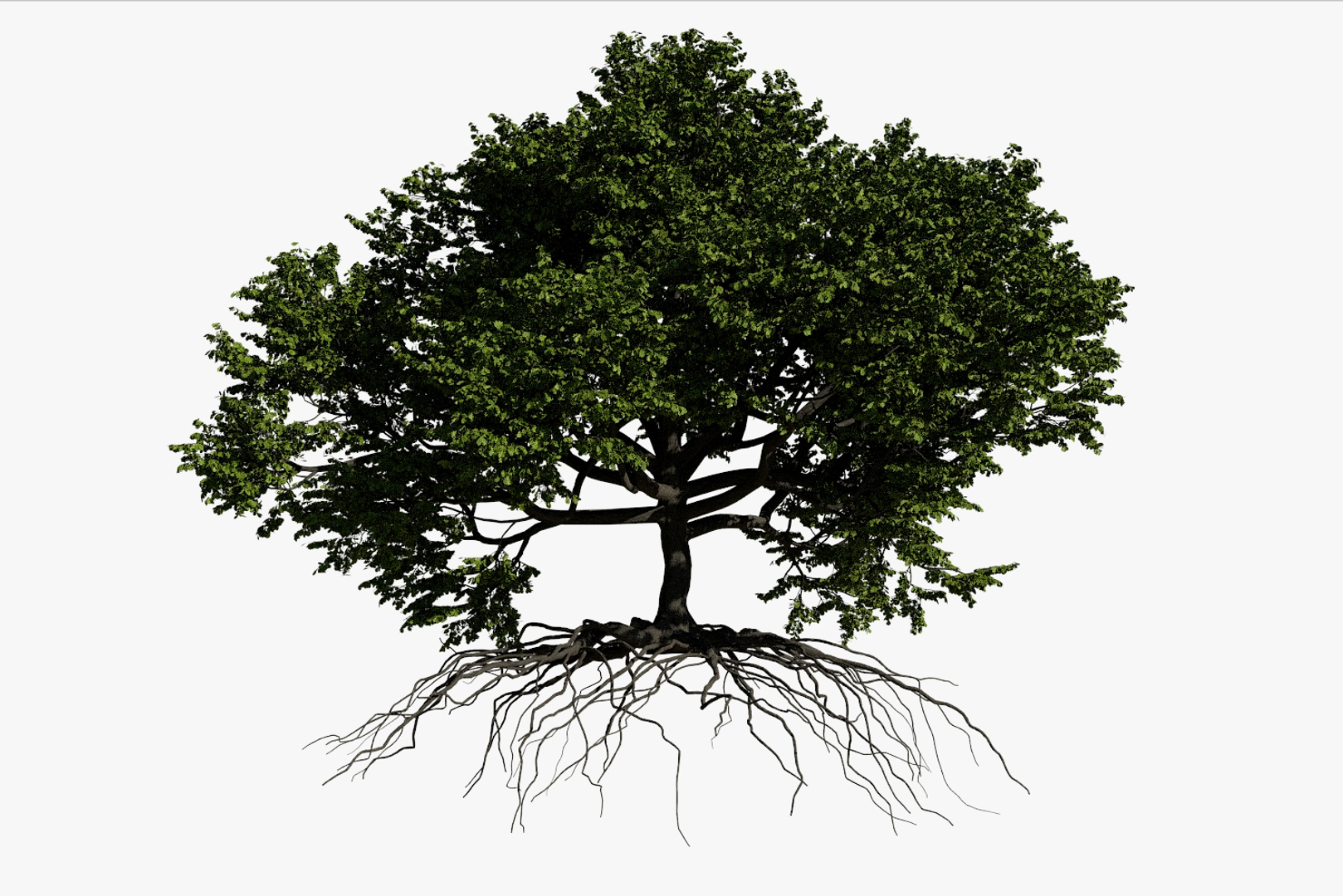 3D Oak Summer 2 Tree Model - TurboSquid 1376022
