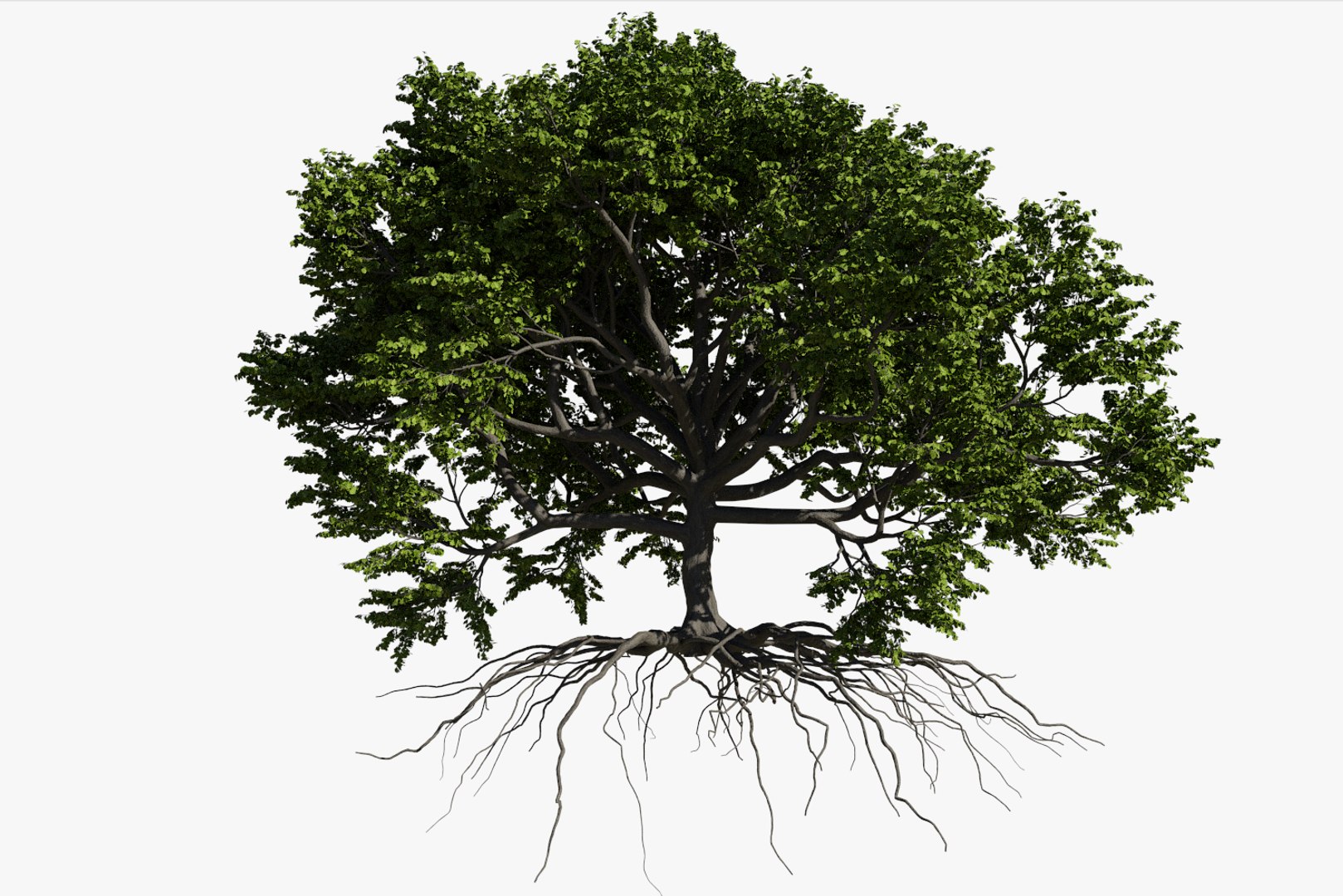 3D Oak Summer 2 Tree Model - TurboSquid 1376022
