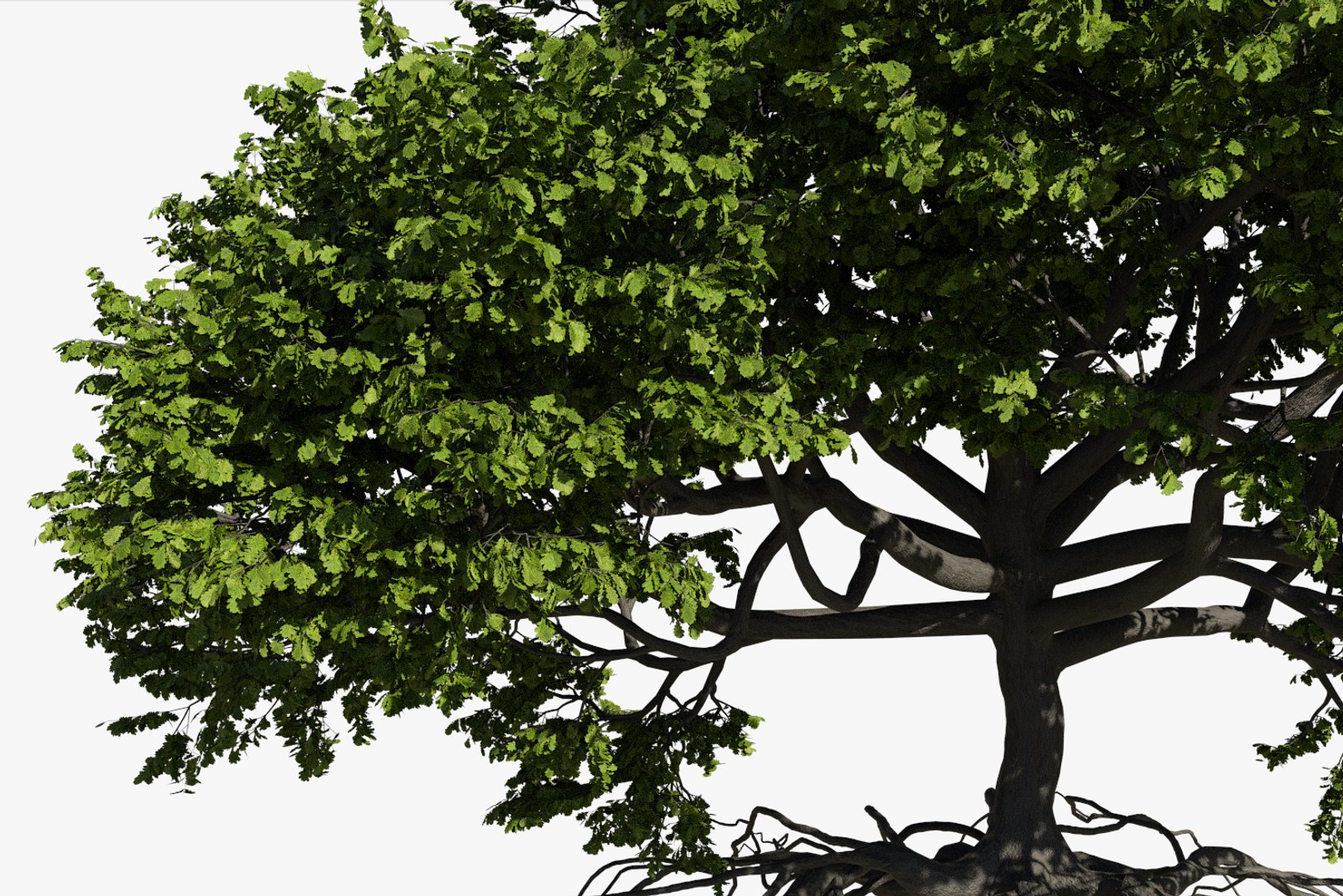3D Oak Summer 2 Tree Model - TurboSquid 1376022