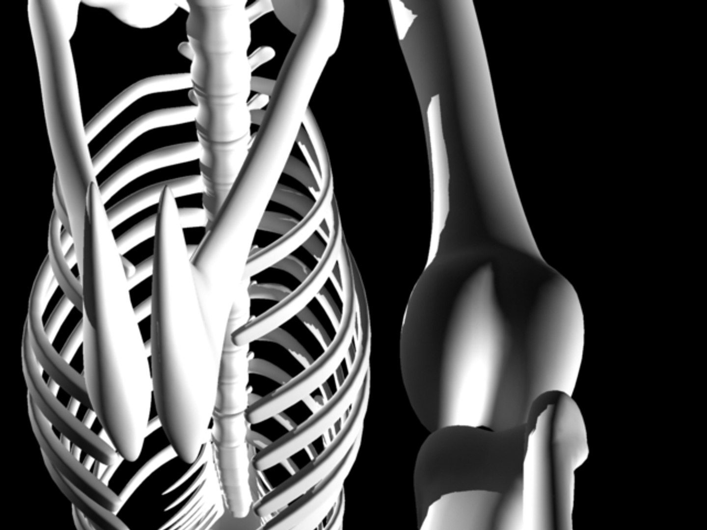 T-rex Skeleton 3d Model