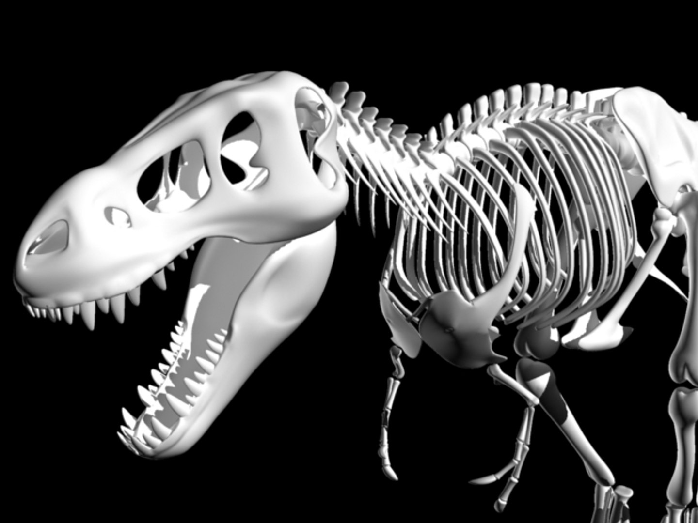T-rex Skeleton 3d Model