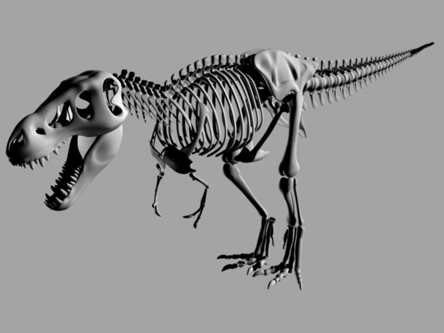 T-rex Skeleton 3d Model