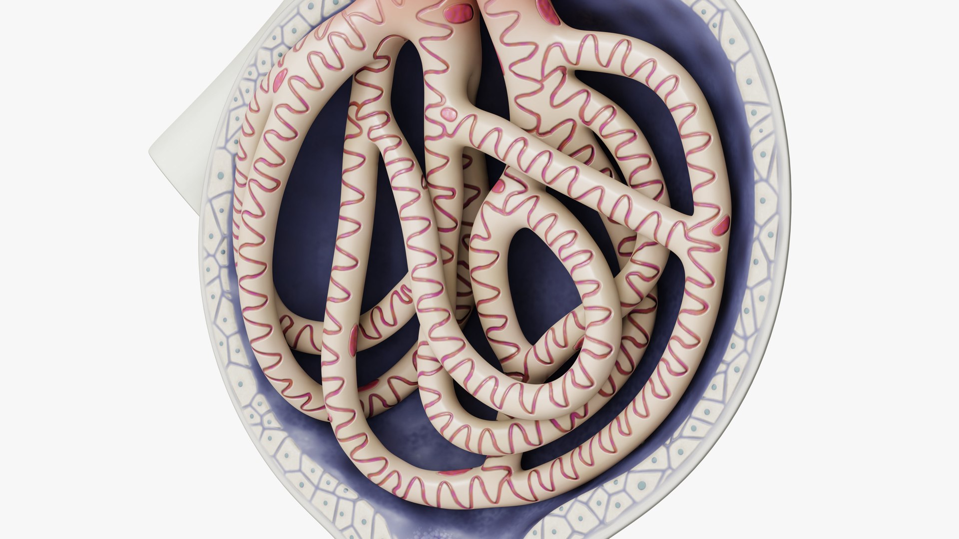 Professional Human Kidney Glomerular Bowmans Capsule Capsula Glomeruli ...