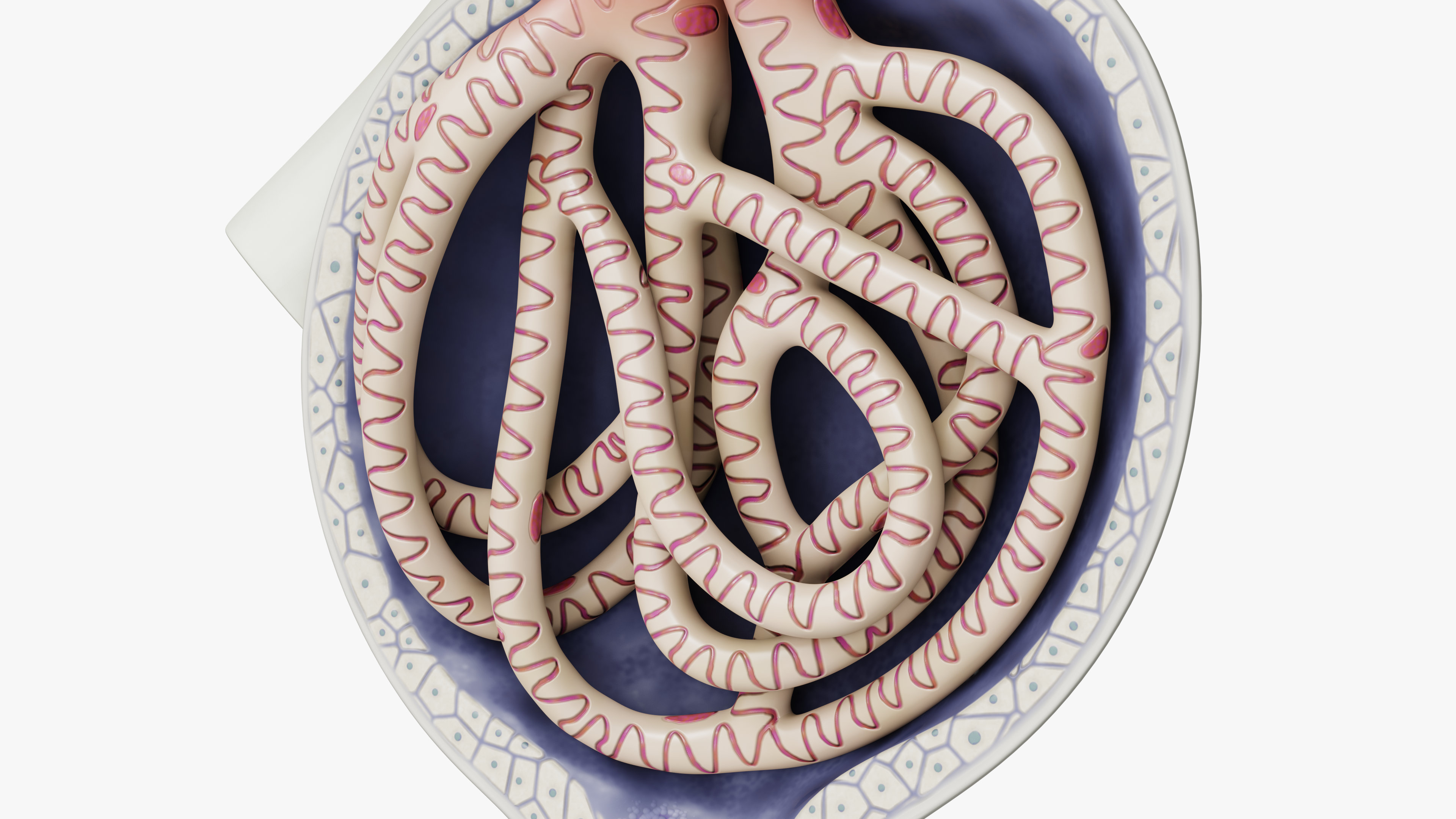 modelo 3d Cápsula de Bowman glomerular de riñón humano profesional ...