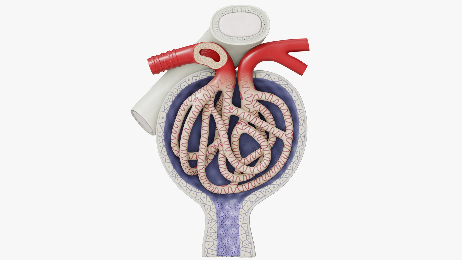 Professional Human Kidney Glomerular Bowmans Capsule Capsula Glomeruli ...