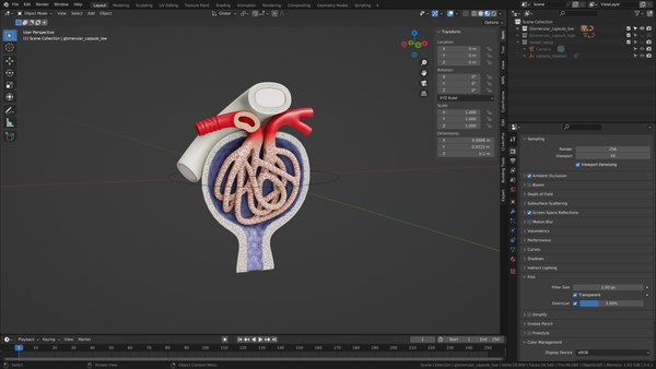 modelo 3d Cápsula de Bowman glomerular de riñón humano profesional ...