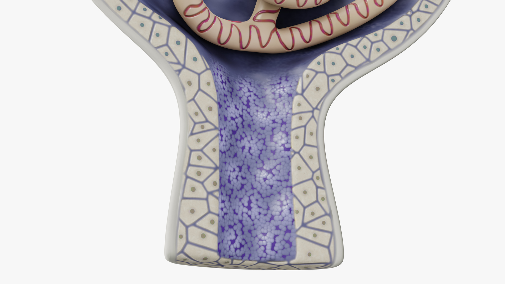 modelo 3d Cápsula de Bowman glomerular de riñón humano profesional ...