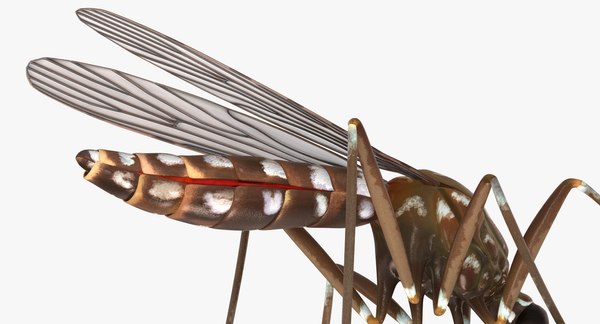 3d model mosquito sucking blood