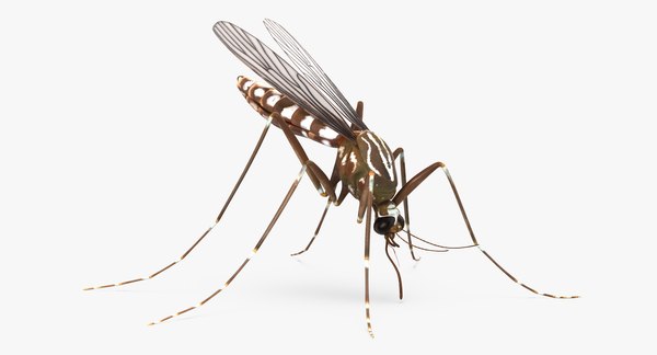 3d model mosquito sucking blood