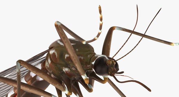 3d model mosquito sucking blood
