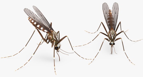 3d model mosquito sucking blood